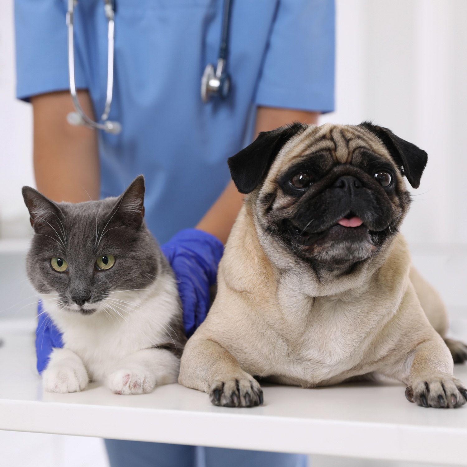Animal Hospital Near Fresno, CA | Alta Animal Hospital