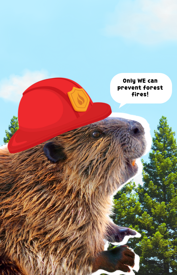 How Beavers are Helping Stop Wildfires