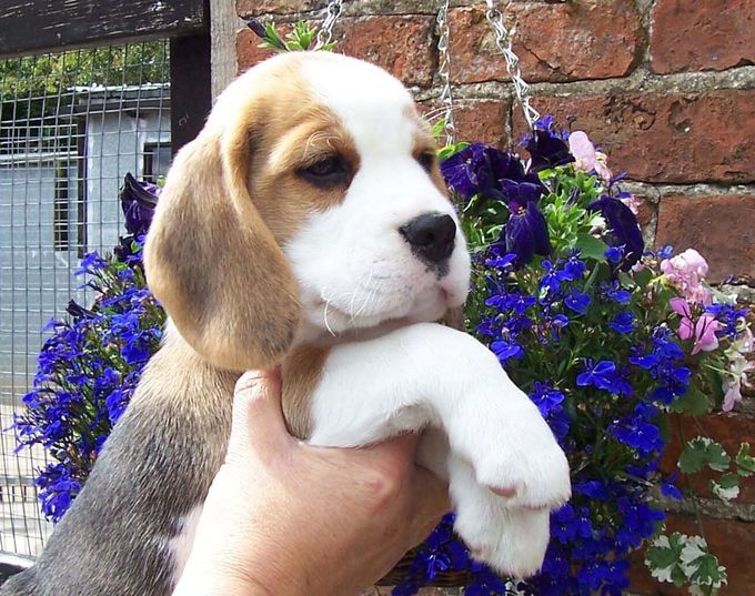 Home [charterwoodbeagles.co.uk]