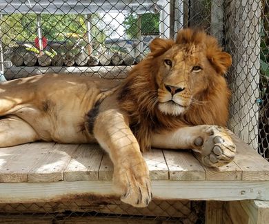 Octagon Wildlife Sanctuary Home Page