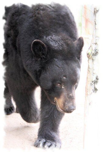 Octagon Wildlife Sanctuary Home Page