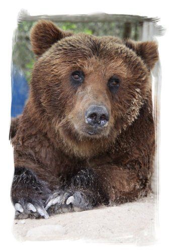 Octagon Wildlife Sanctuary Home Page