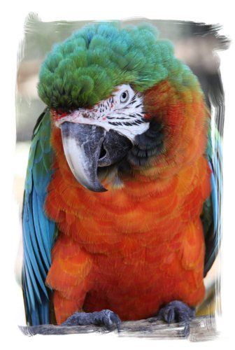 Octagon Wildlife Sanctuary Home Page