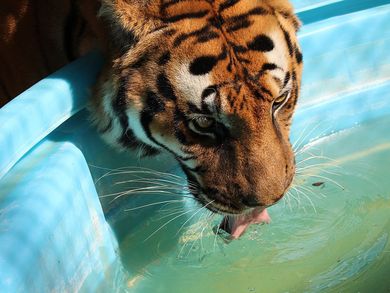 Octagon Wildlife Sanctuary Home Page