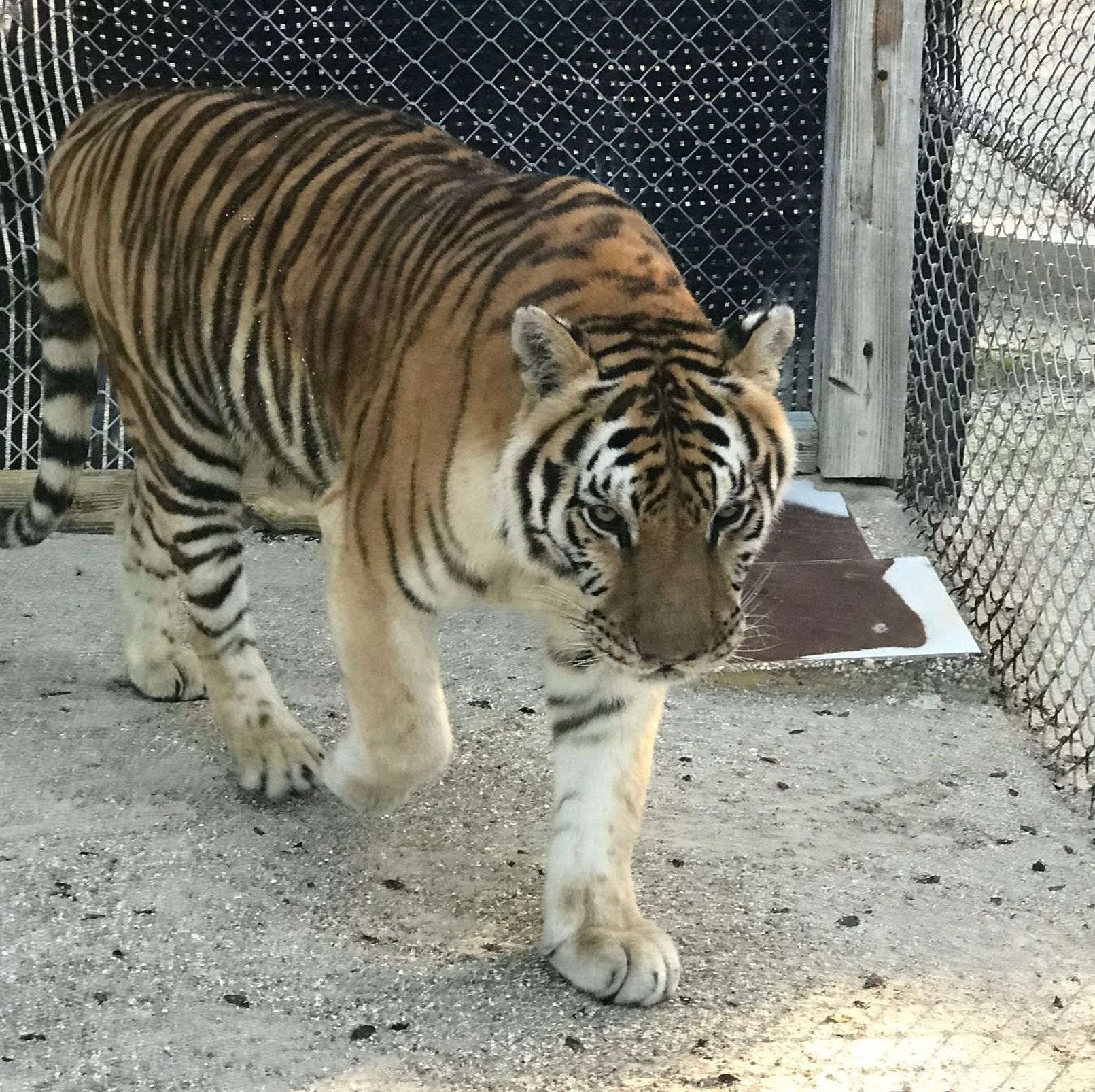Tigers | Octagon Wildlife Sanctuary
