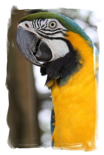 Octagon Wildlife Sanctuary