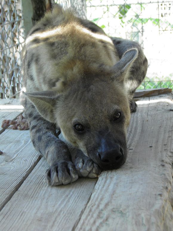 Octagon Wildlife Sanctuary Home Page