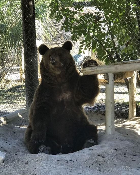 Octagon Wildlife Sanctuary Home Page