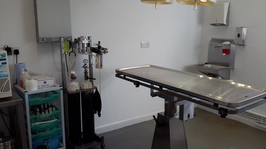 Small animal vet | Whitworth Veterinary Practice Ltd