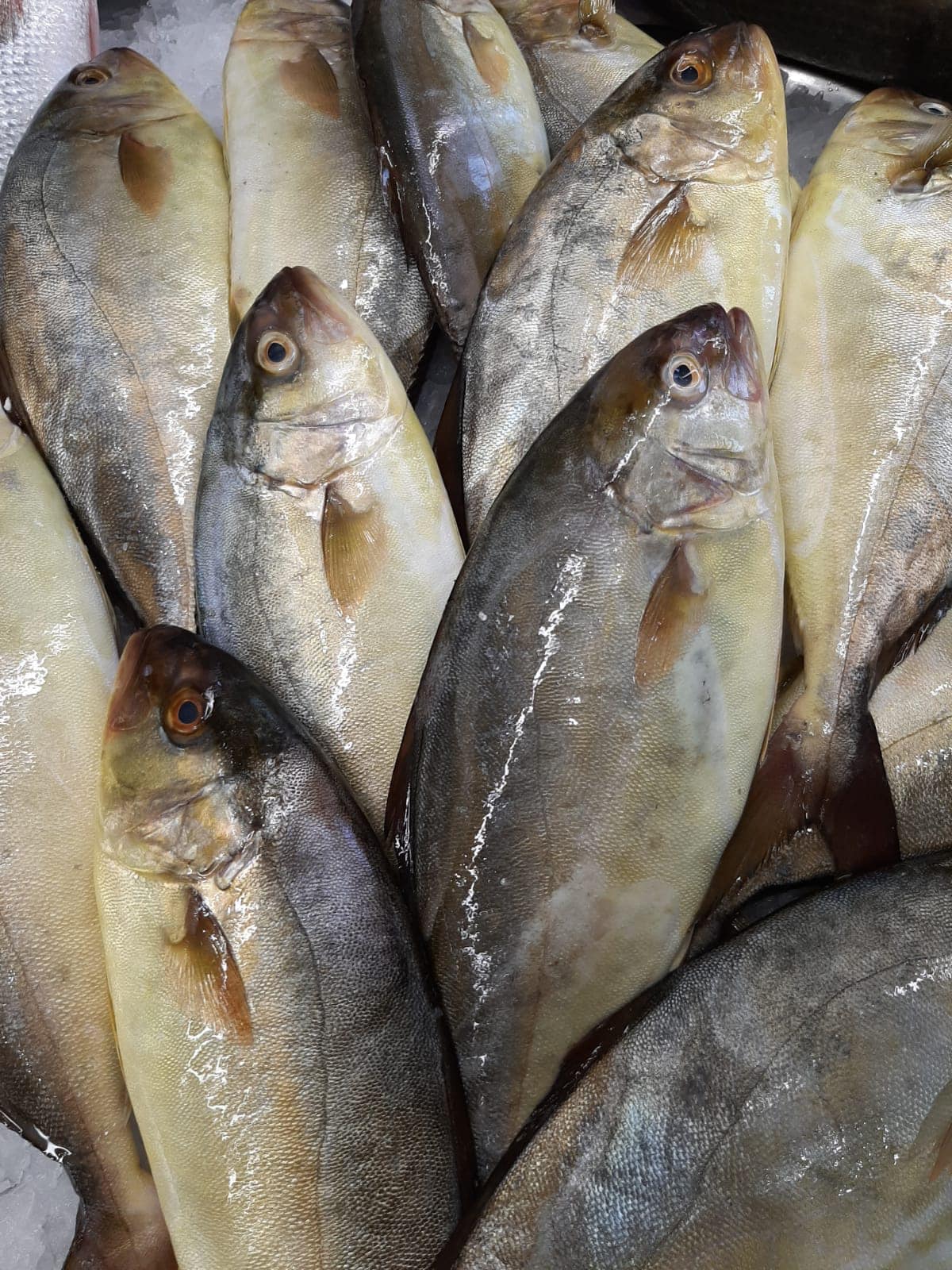 🌊 Pescato fresco | Milano centro | Pescheria Virgilio