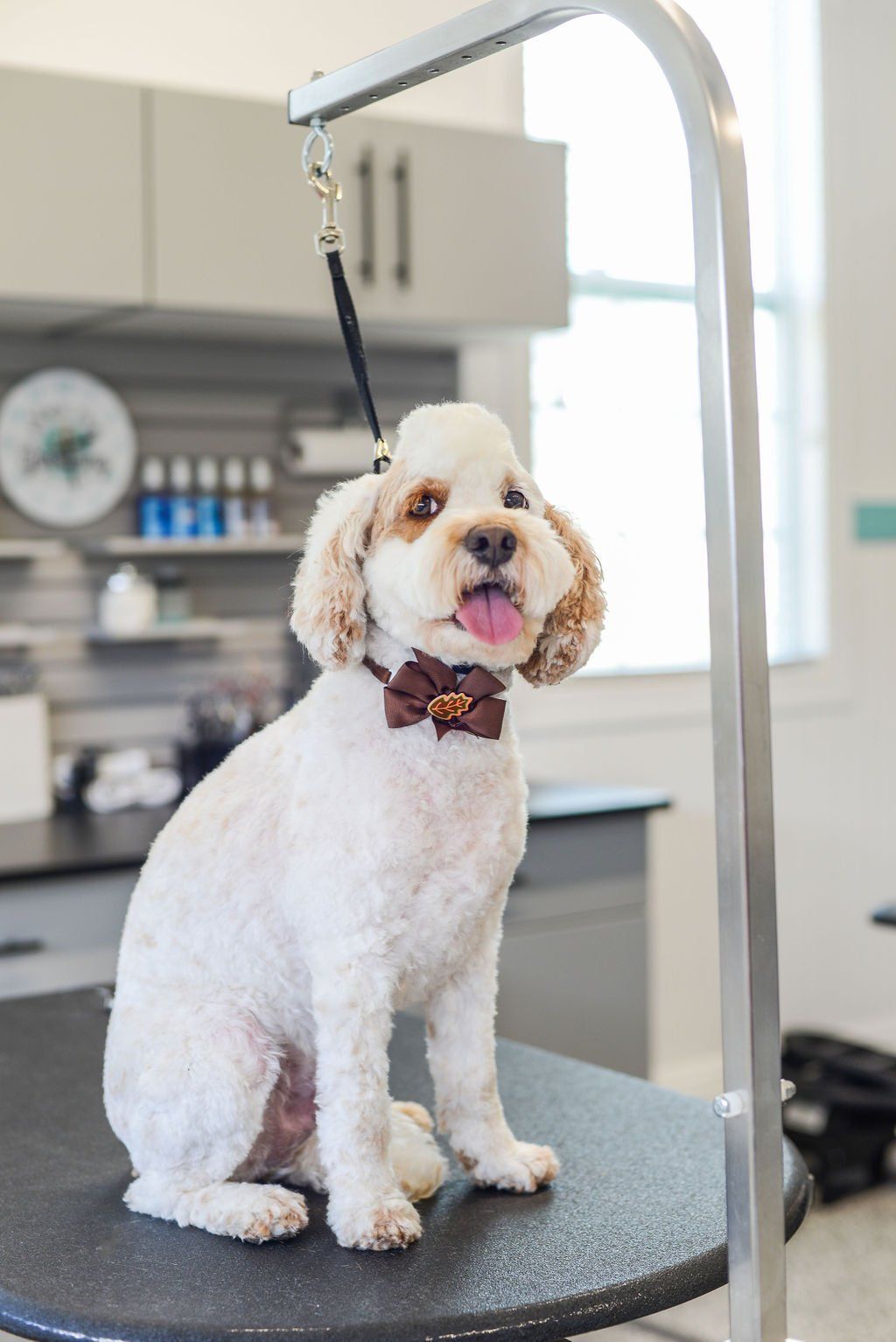 The Paws Fur Grooming Team