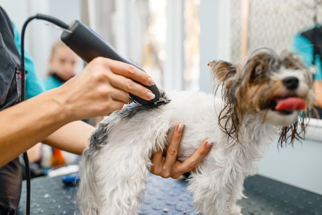 Average Dog Grooming Prices
