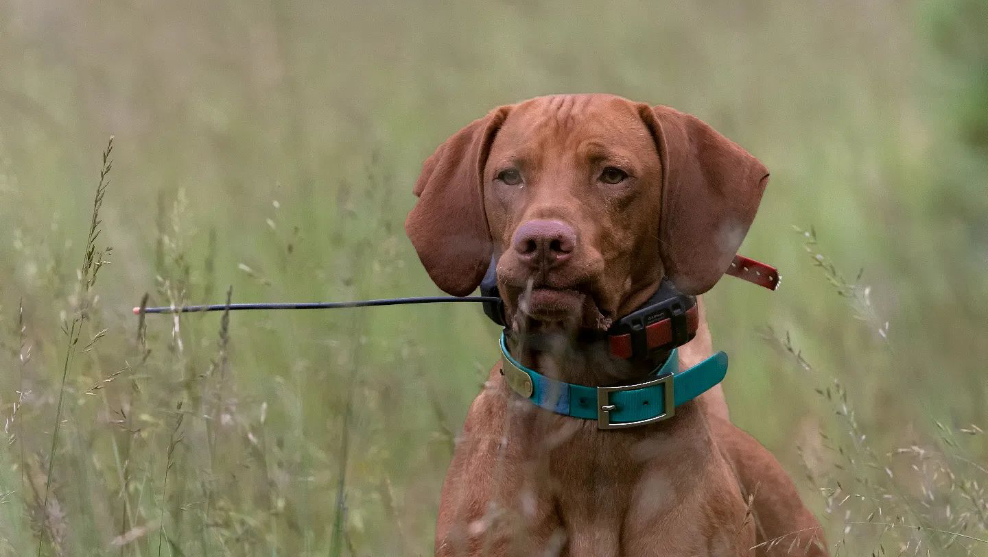 Scorch - #1 VCA Top Ten Amateur Gun Dog & Dogs Defeated thru June