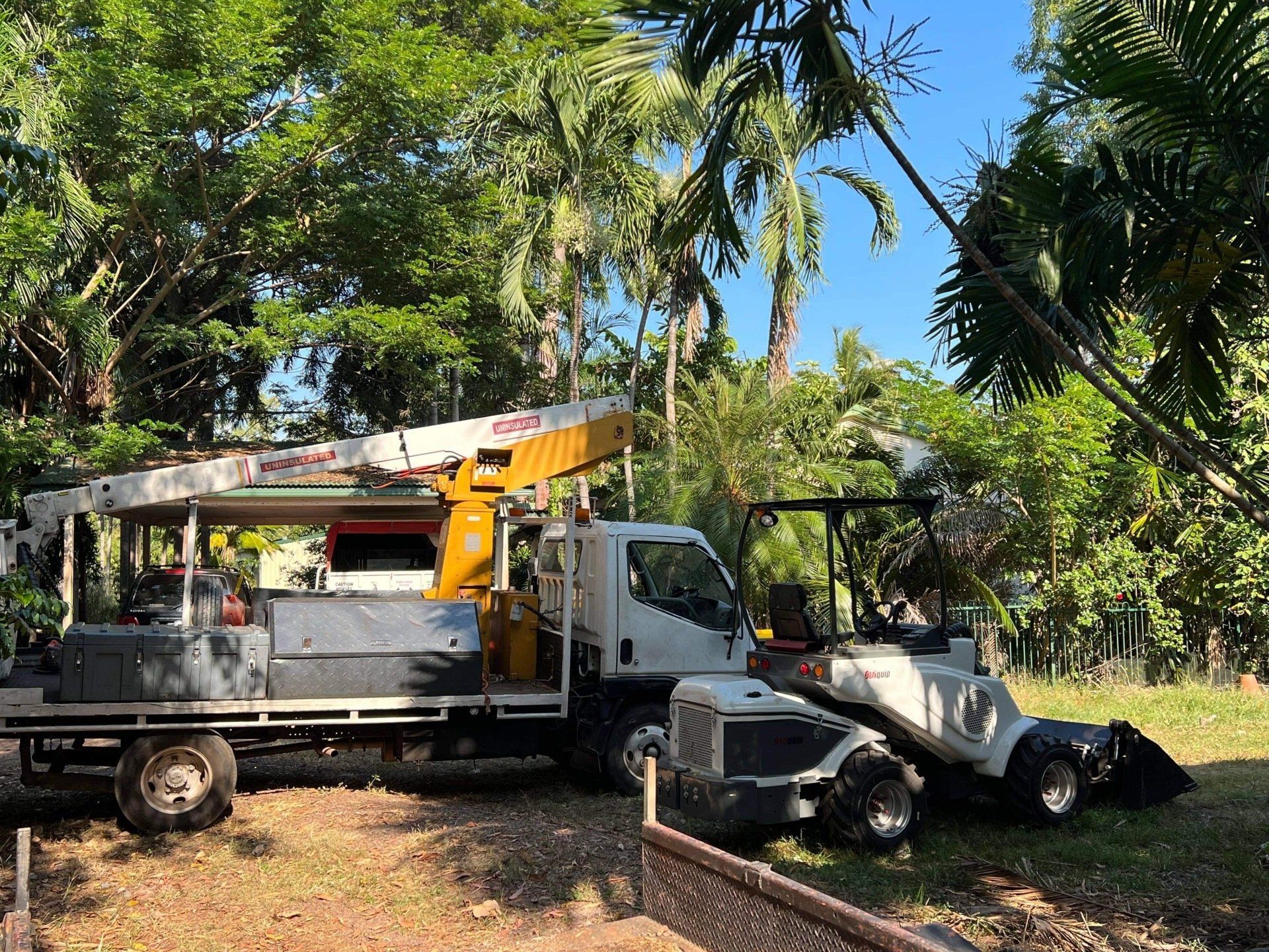 Darwin Tree Specialists | Tiger Trees NT