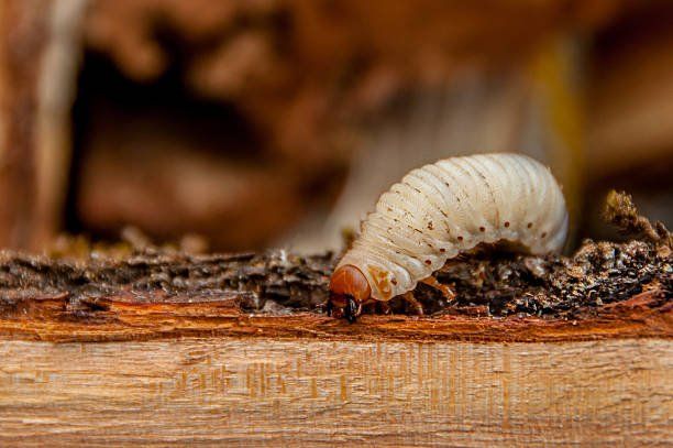 Hoe komt houtworm in huis | Houtwormen in huizen bestrijden