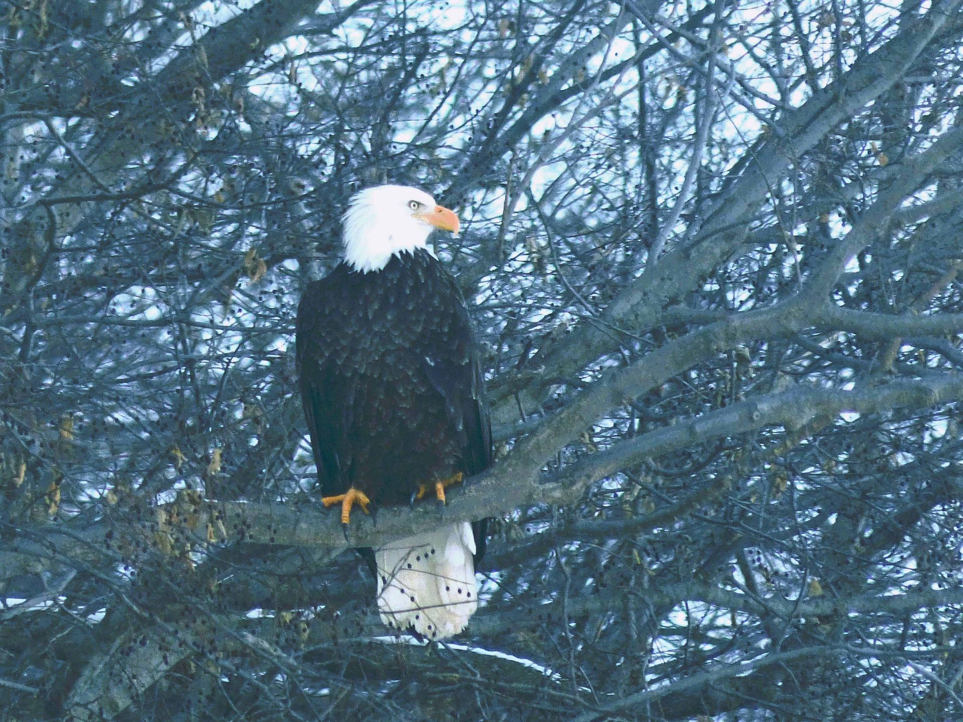 Eagle Watching
