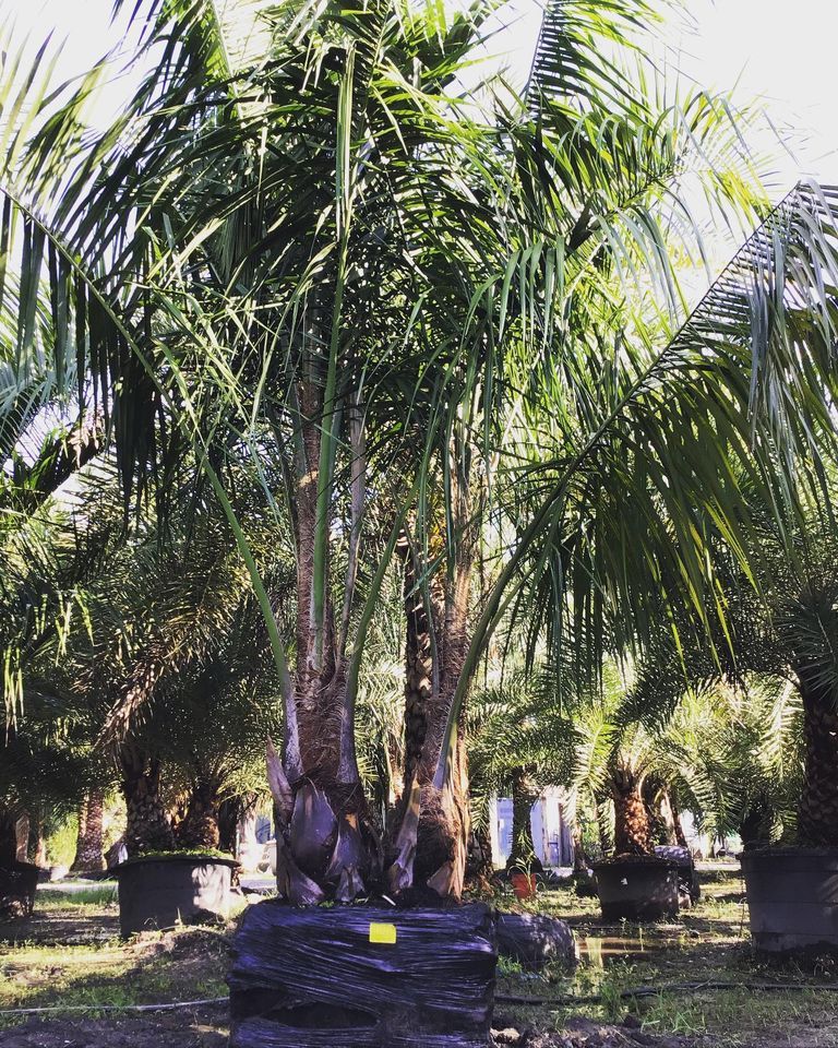 Beautiful Palms | Jacksonville FL | Unique Plants and Palms