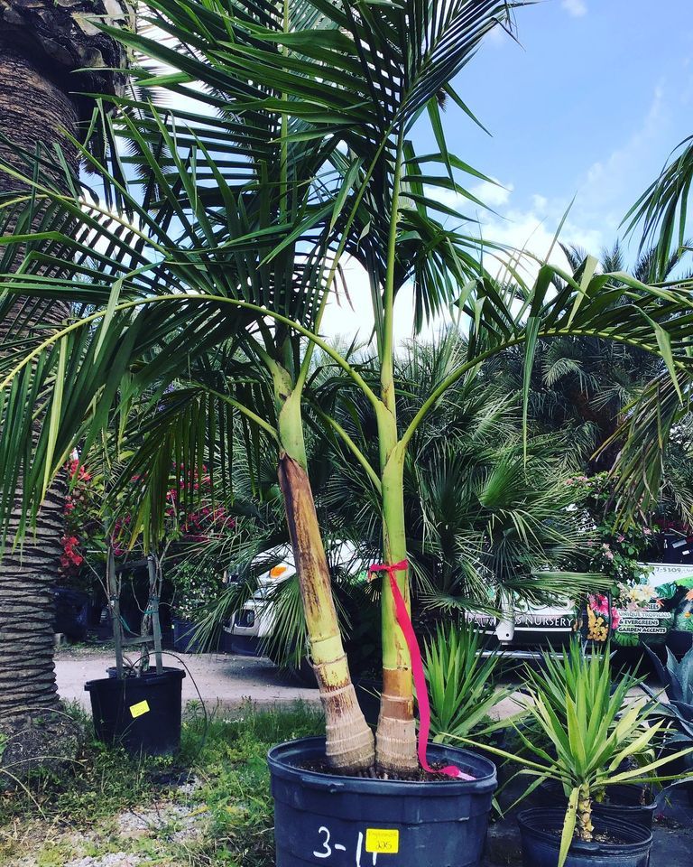 Beautiful Palms | Jacksonville FL | Unique Plants and Palms