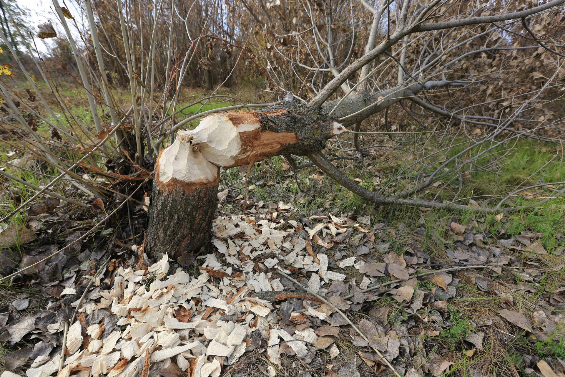Signs You Might Need Emergency Tree Removal - SYS Enterprises