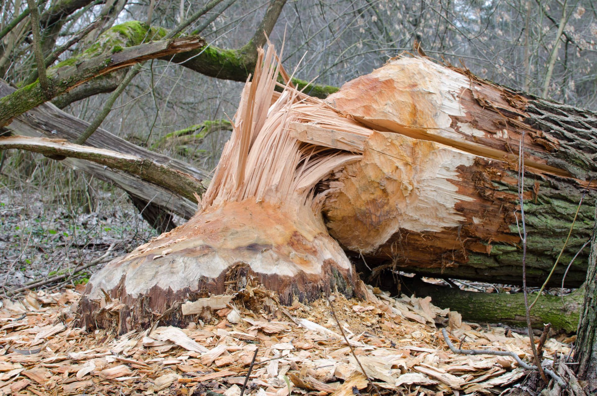 Signs You Might Need Emergency Tree Removal - SYS Enterprises