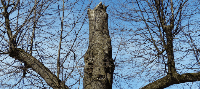 Identifying Signs of a Dying Tree: How to Spot Trouble Early