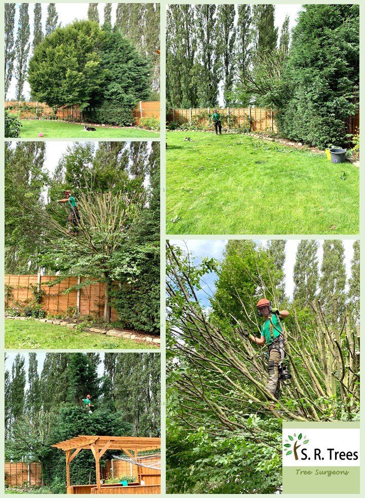 Tree surgeon near me | S. R. Trees