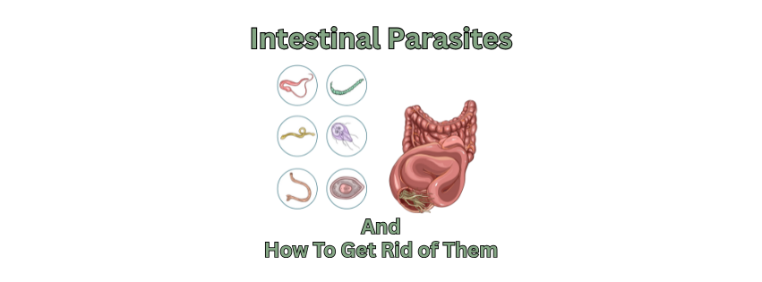 What Are Intestinal Parasites and How to Get Rid of Them
