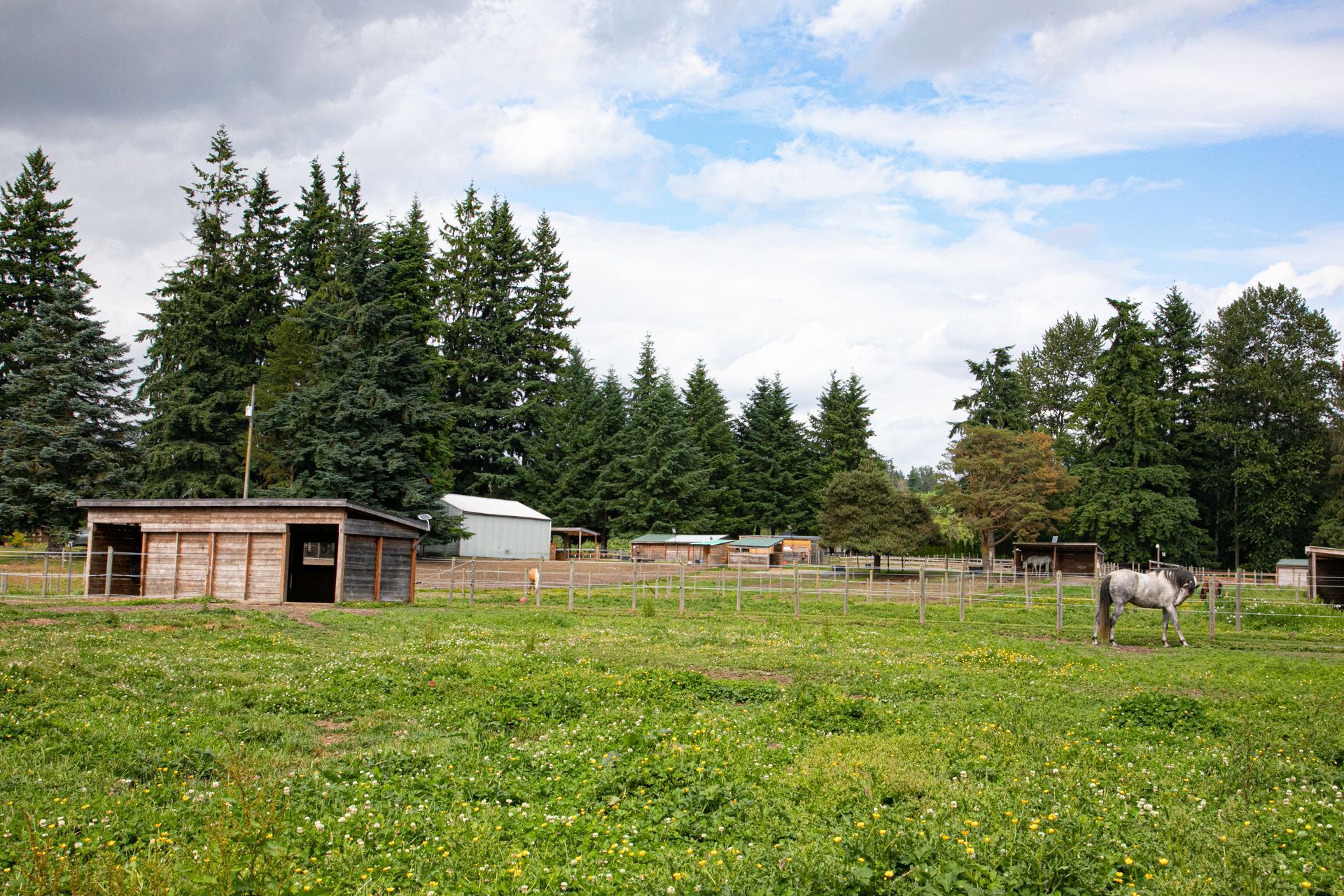 Snohomish Horse Gallery | Horse Ranch Washington