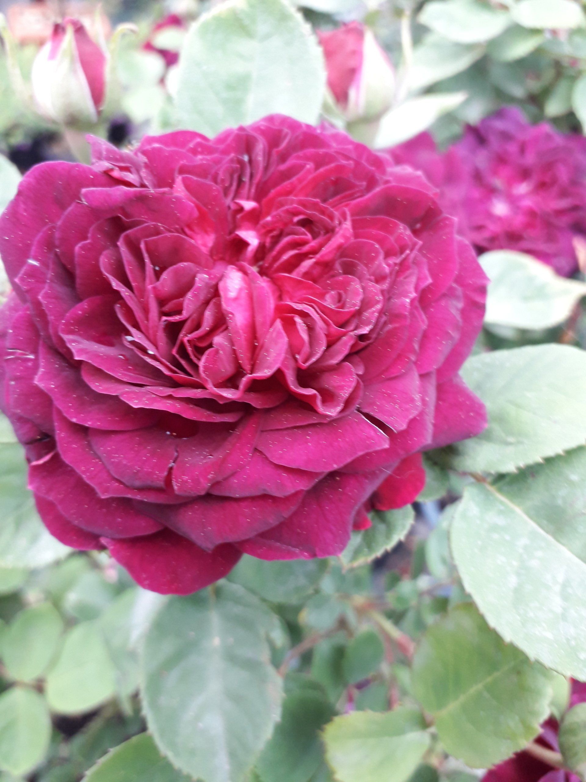 Le rose portland - Roma - Vivaio Taroni