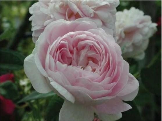 Le rose galliche - Roma - Vivaio Taroni