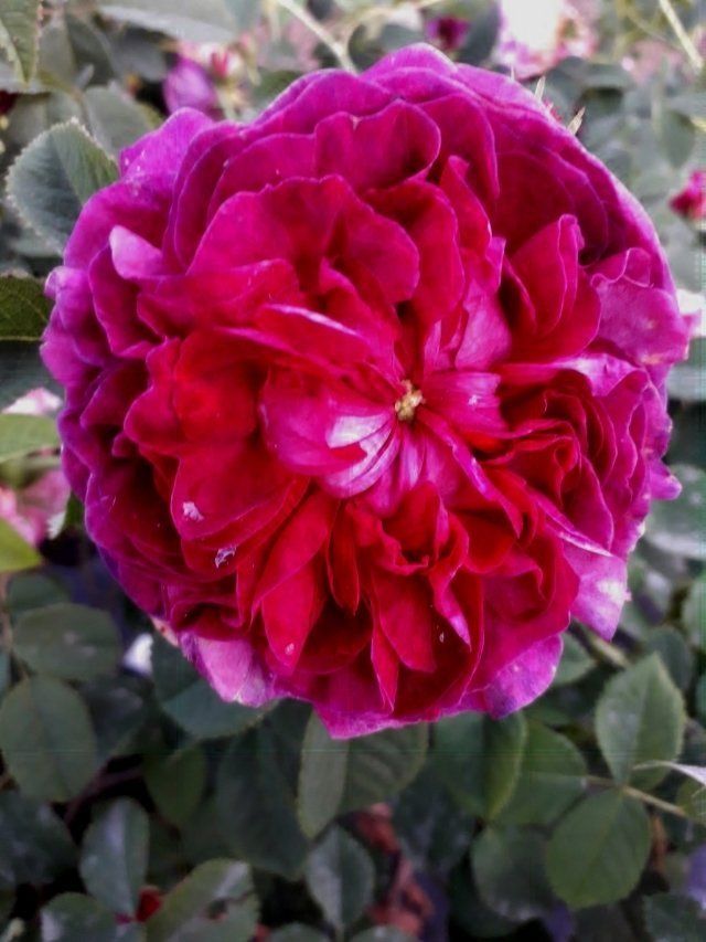 Le rose galliche - Roma - Vivaio Taroni