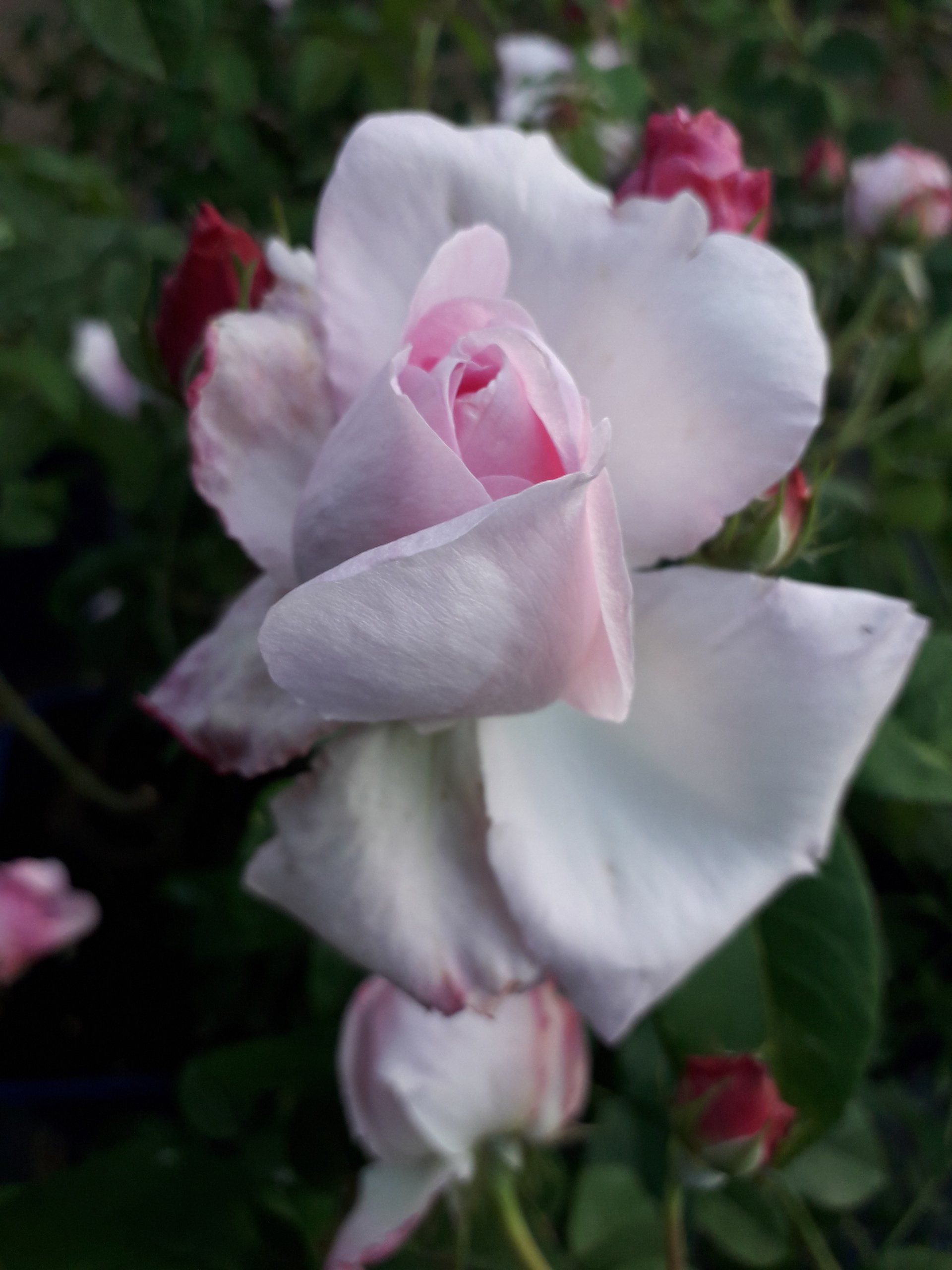 Le rose galliche - Roma - Vivaio Taroni