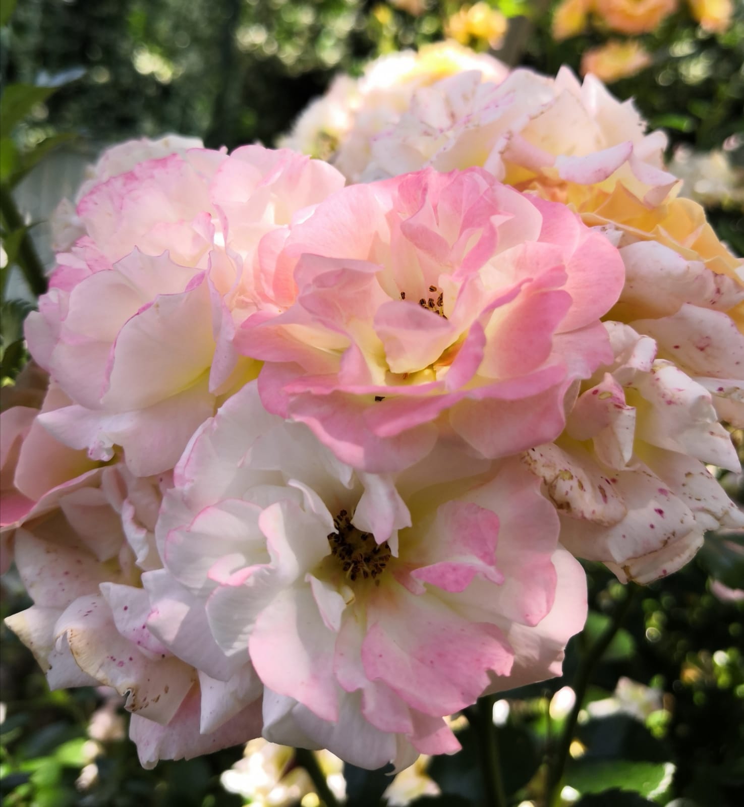 Le rose polyantha - Roma - Vivaio Taroni