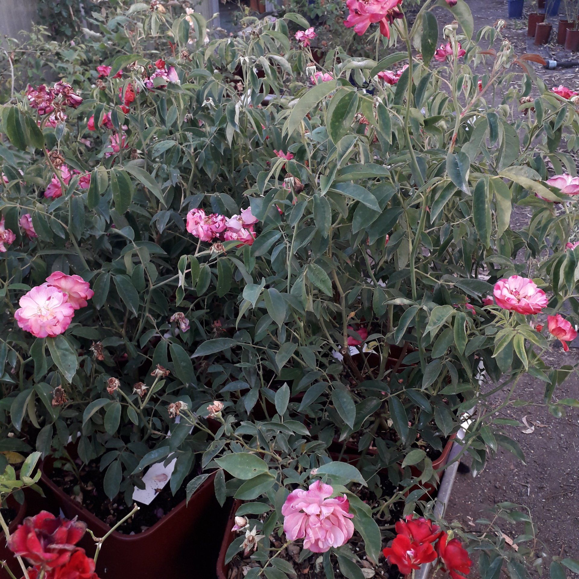 Le rose polyantha - Roma - Vivaio Taroni