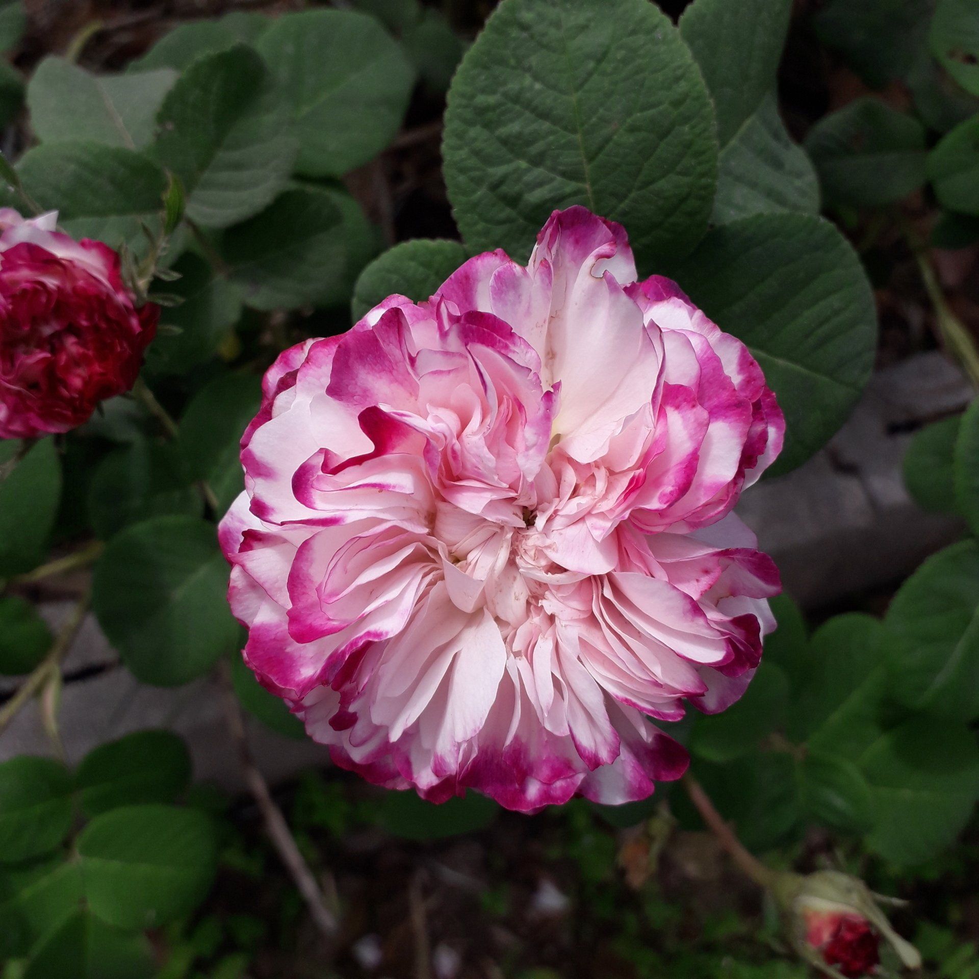 Le rose damasco - Roma - Vivaio Taroni