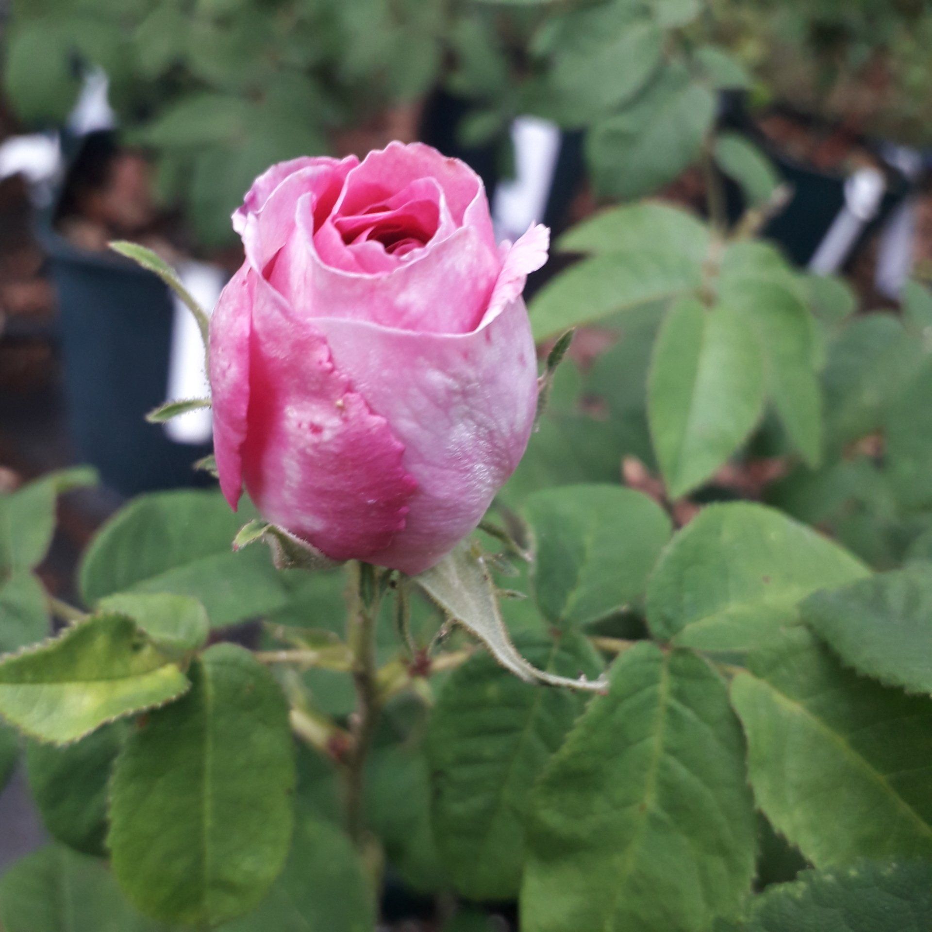 Le rose galliche - Roma - Vivaio Taroni