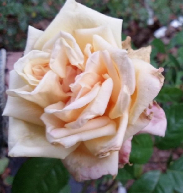 Le rose Tea | Roma | Vivaio Taroni