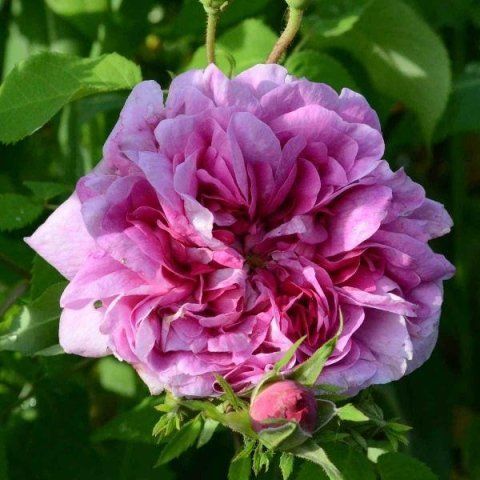 Le rose galliche | Roma | Vivaio Taroni