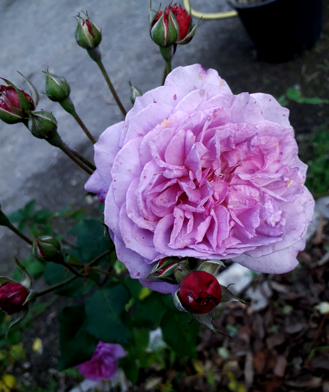 Le rose noisettes | Roma | Vivaio Taroni