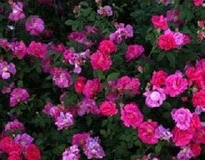 Le rose galliche | Roma | Vivaio Taroni