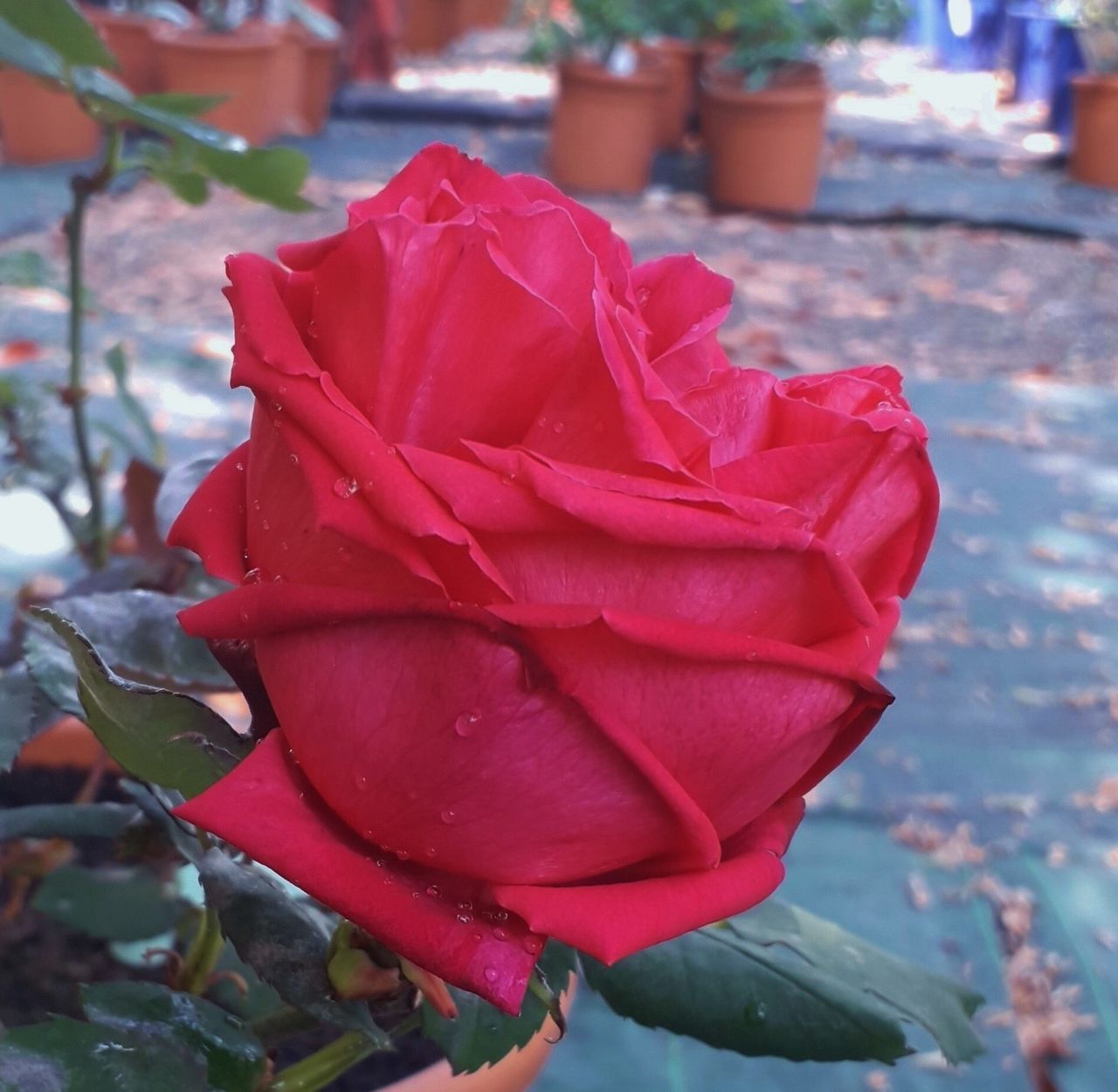 Le rose ibride di Tea | Roma | Vivaio Taroni