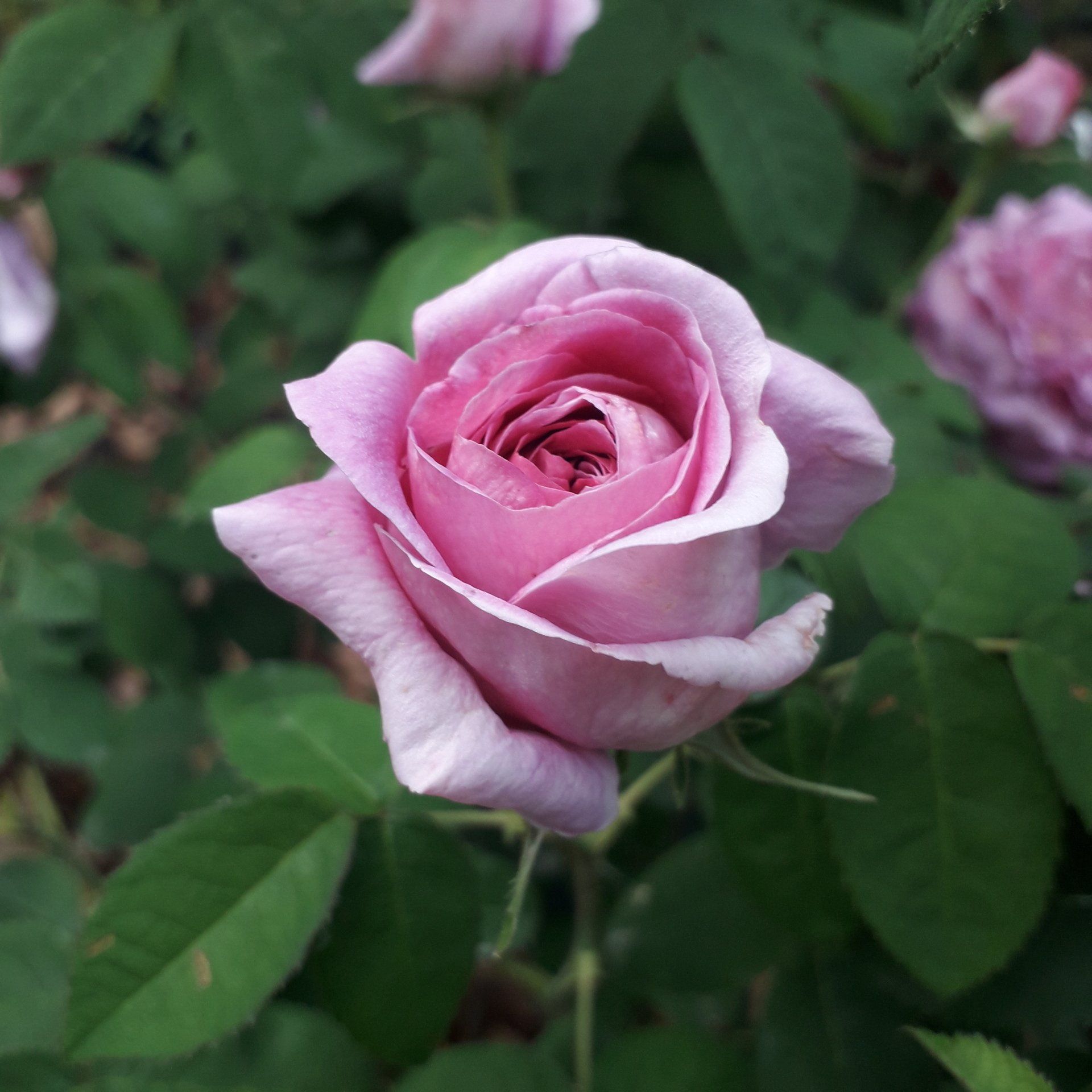 Le rose galliche - Roma - Vivaio Taroni