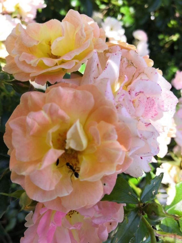 Le rose Polyantha | Roma | Vivaio Taroni