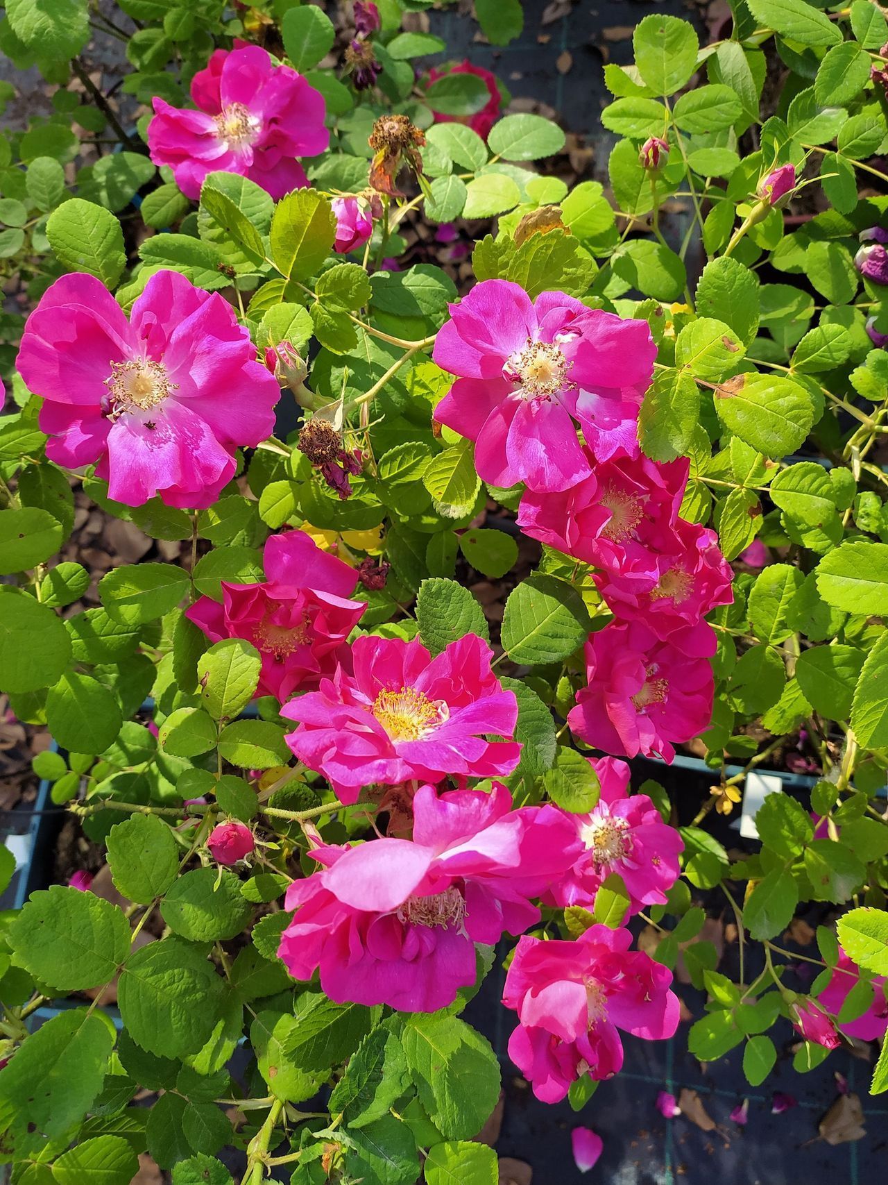 Le rose portland | Roma | Vivaio Taroni