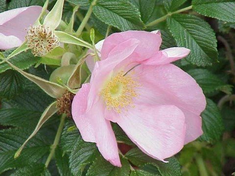 La rosa rugosa ed ibridi | Roma | Vivaio Taroni