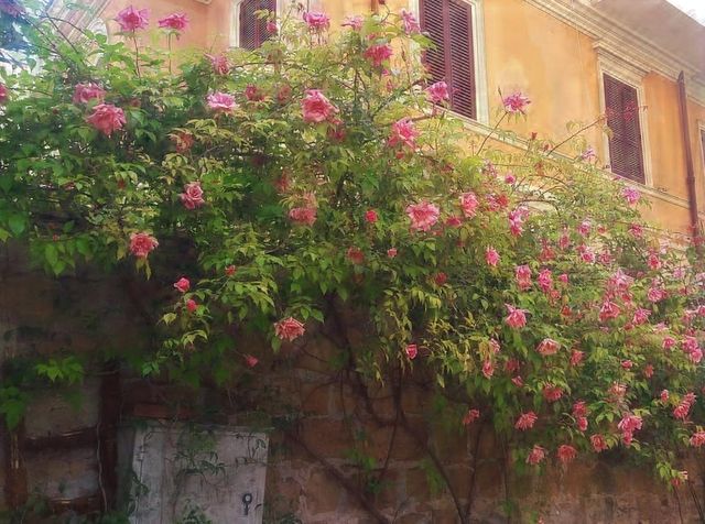 Ibridi di rosa gigantea | Roma | Vivaio Taroni