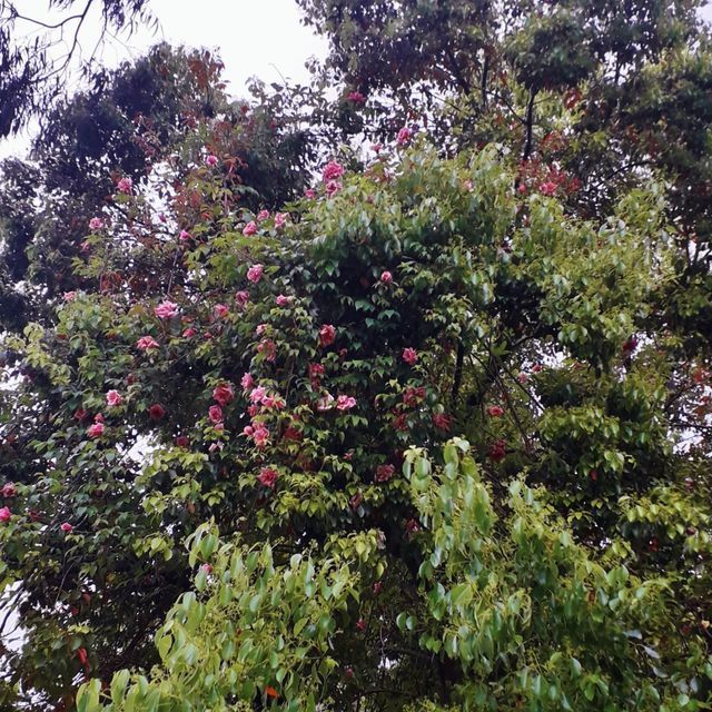 Ibridi di rosa gigantea | Roma | Vivaio Taroni