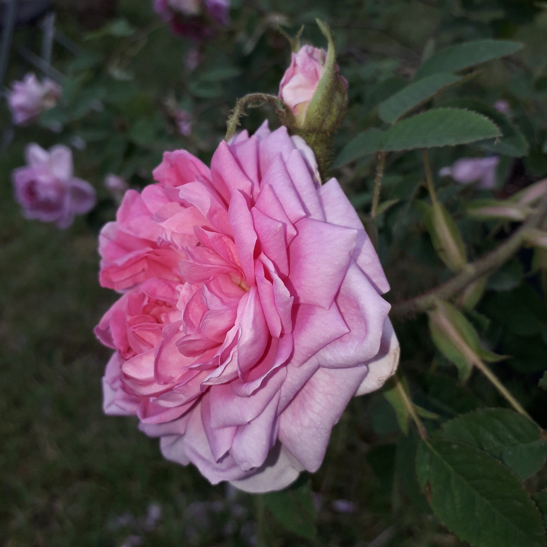 Le rose muschiate - Roma - Vivaio Taroni