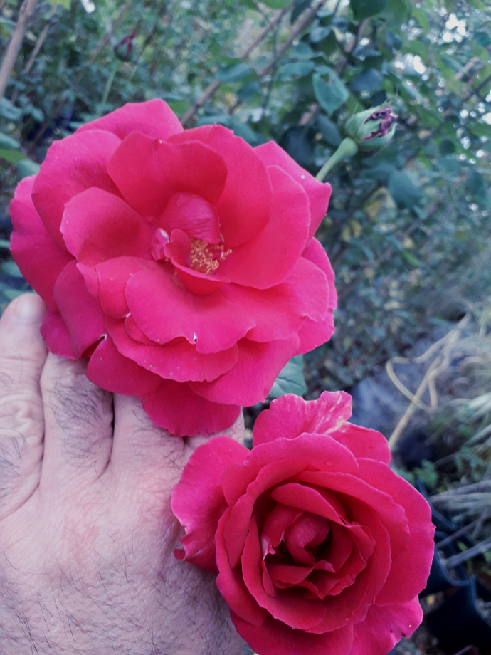 Le rose noisettes | Roma | Vivaio Taroni