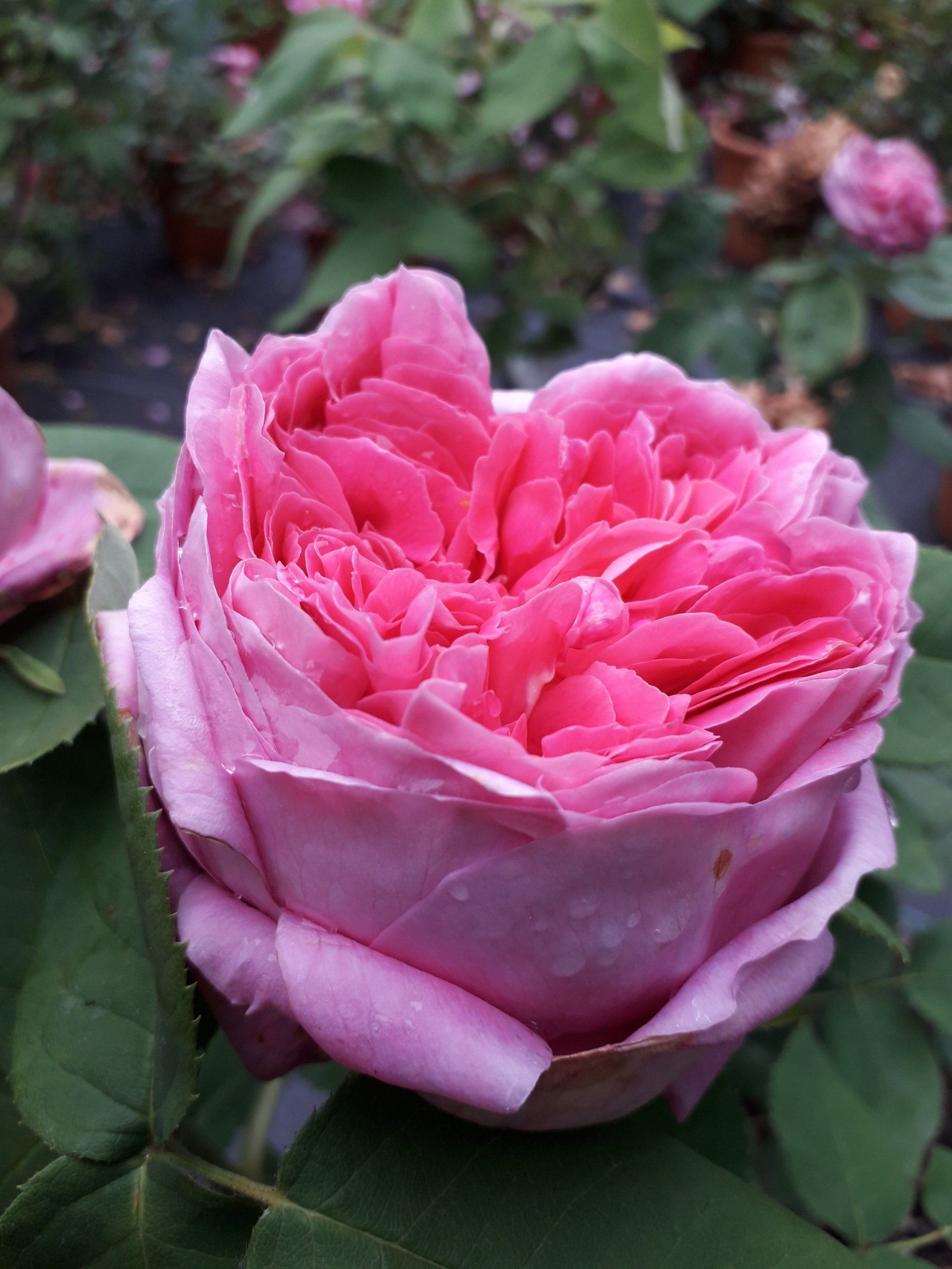 Le rose portland - Roma - Vivaio Taroni